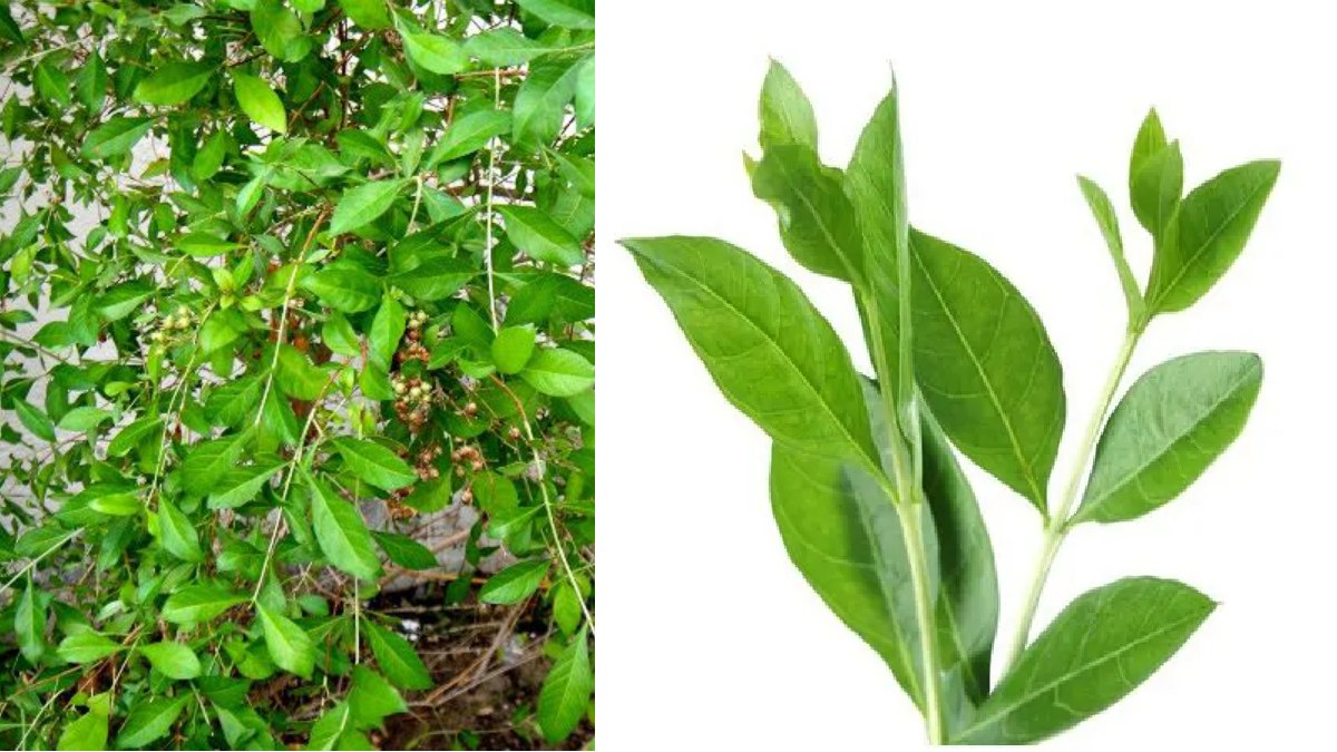 மருதாணி இலைகள்.. மலைப்பை தரும் மருத்துவம்.. நகச்சுத்தி முதல் நரம்பு ...