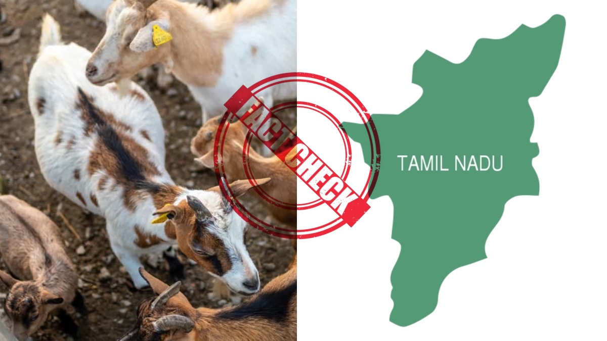 Fact Check: 6 மாதங்களில் 35 கிலோ வளரும் ஆடு? தமிழ்நாடு முழுக்க தீயாக ...