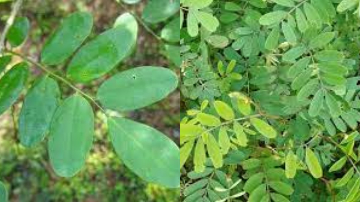 எலும்பு நோயை ஓட்டும் எலும்பொட்டி இலை.. நொறுங்கிய எலும்பை ஒட்டவைக்கும் ...