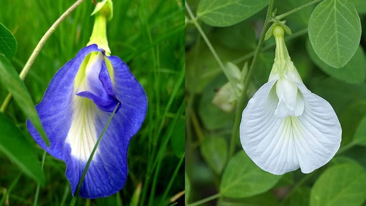 Sangu Poo: உள்ளங்கை, உள்ளங்கால்களில் அதிக வியர்வை வருகிறதா ...