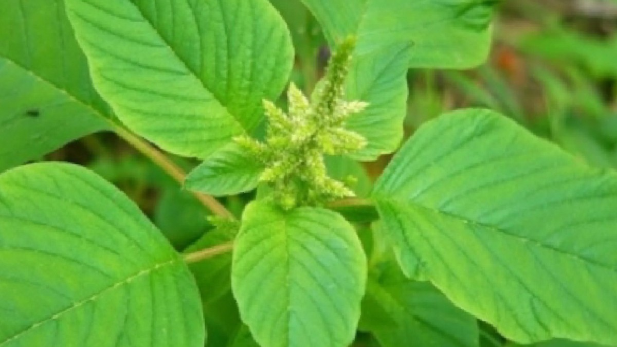 குப்பைக் கீரை.. எளிதாக கிடைக்கும் குப்பைக்கீரையில் ஏராள நன்மை.. மூட்டு ...