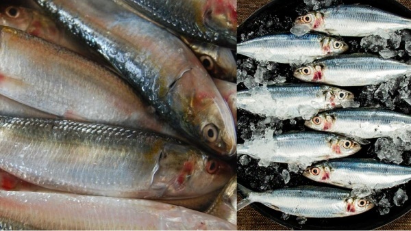 மீனில் பெஸ்ட்... மத்த மீனைவிட சத்துக்கள் நிறைந்த மத்தி மீன்.. கரு ...