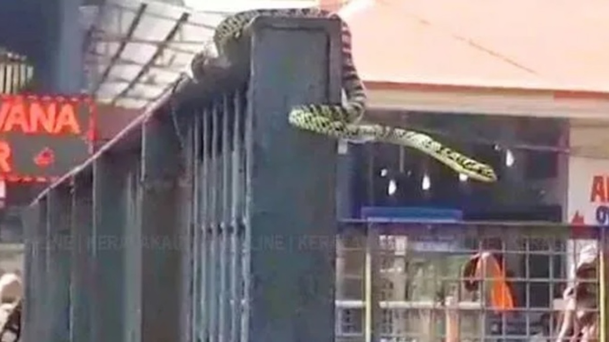 அறிவோம் ஐயப்பன் யாத்திரை 5: சபரிமலையில் அச்சுறுத்தும் பாம்புகள்- என்ன ...