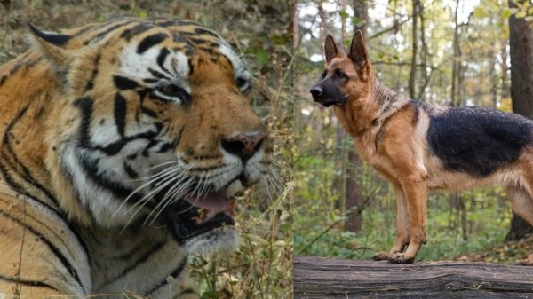 எஜமானனுக்காக புலியிடம் சண்டையிட்ட ஜெர்மன் ஷெப்பர்ட்.. ஓனரை காப்பாற்றி ...