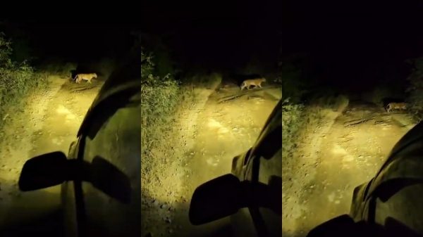 கொத்தமல்லி தழையை கொண்டு சென்ற விவசாயி.. திடீர்னு தாளவாடி சாலையை கடந்து ...