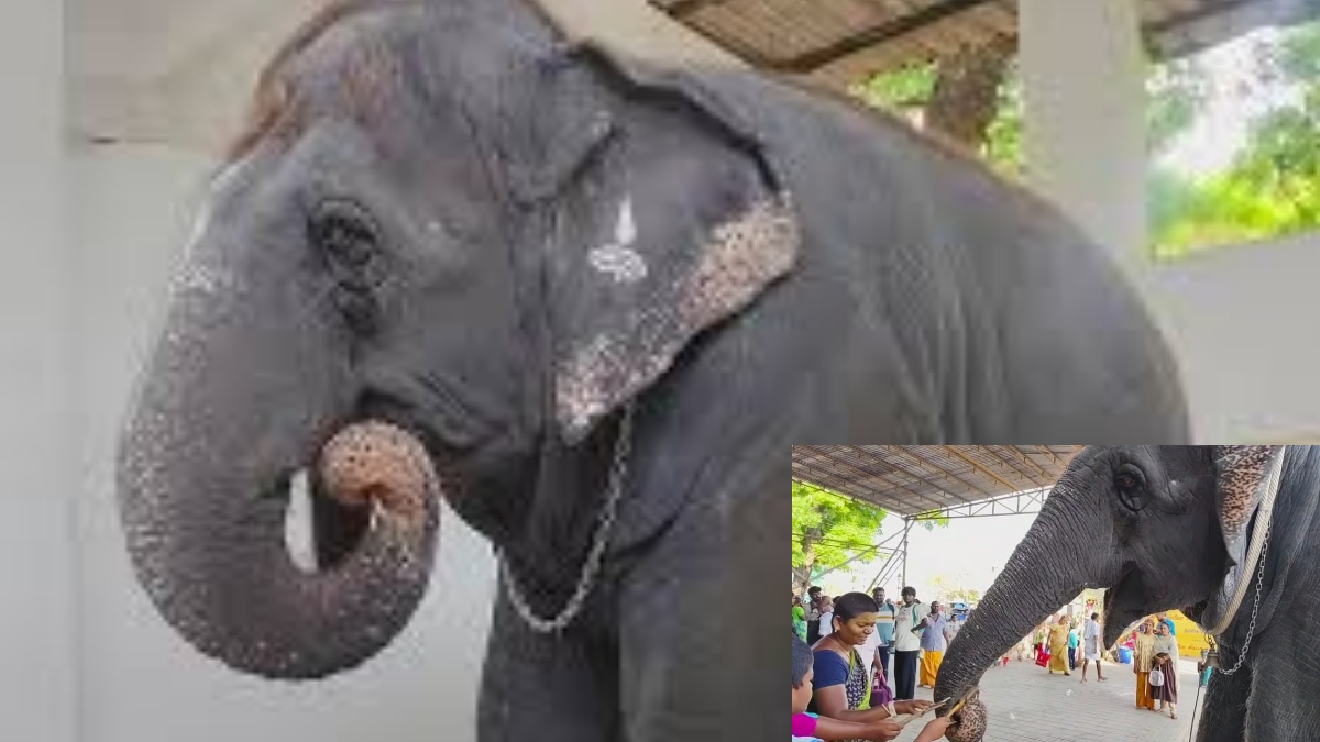 திருச்செந்தூரில் சர்ப்ரைஸ்.. தெய்வானைக்கு "ஷவர்" குளியல்.. பனங்கிழங்கை உரித்து லபக்னு விழுங்கி ...