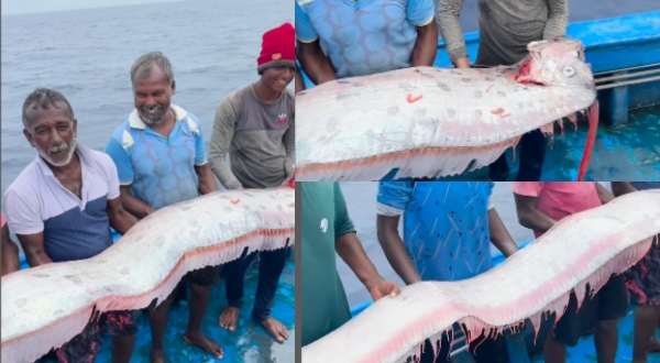 Doomsday மீன்! இது வெளியே வந்தால் உலகமே அழியும்? தமிழக மீனவர்கள் ...