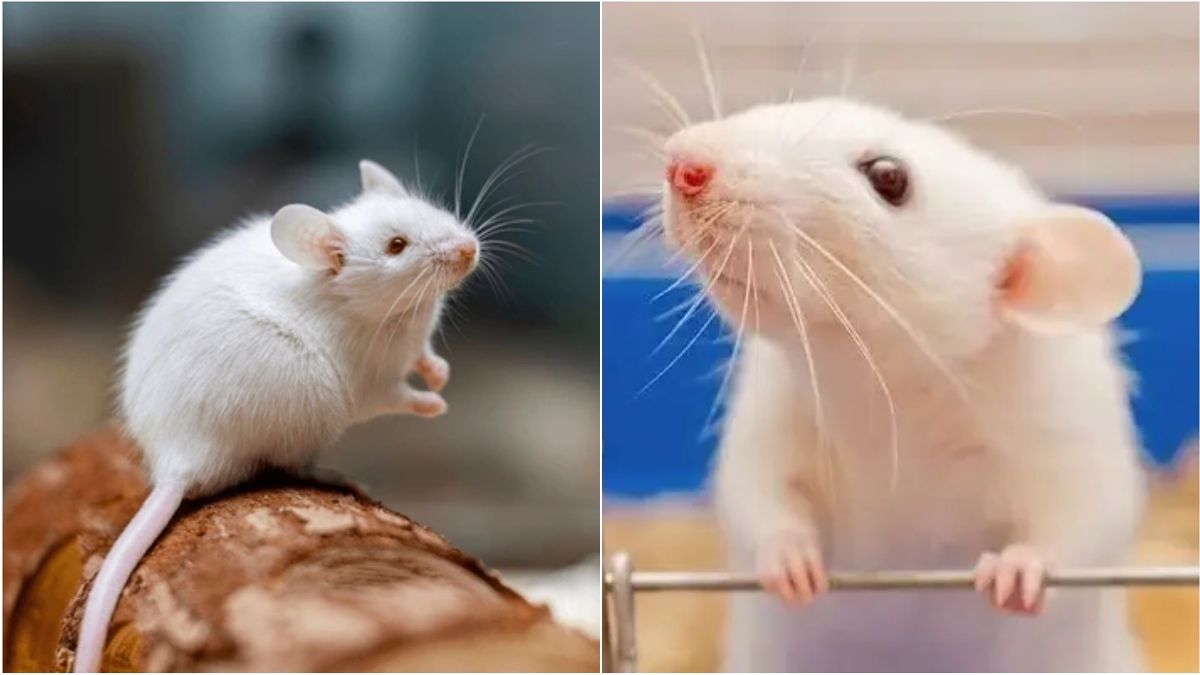 இரண்டு ஆண் எலிகளை கொண்டு இனப்பெருக்கம்.. சீனா செய்த புதிய சாதனை ...