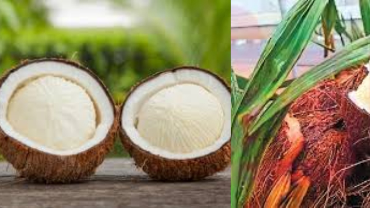 Thengai Poo: சகுனத்தை விடுங்க! தேங்காய் பூ சாப்பிட்டால் இத்தனை நன்மைகளா ...