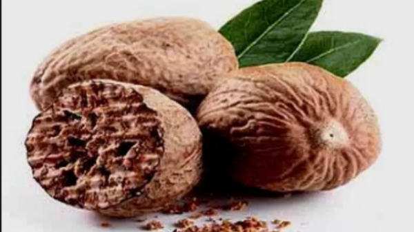 மூலிகை மாமருந்து மாசிக்காய்.. அல்சரை போக்கும் மாசிக்காயின் எண்ணெய் ...