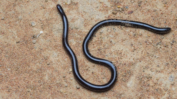 Snake in Ear: செய்யான் பாம்பு காதுக்குள் நுழைந்துவிடுமா? பாதுகாக்க ...