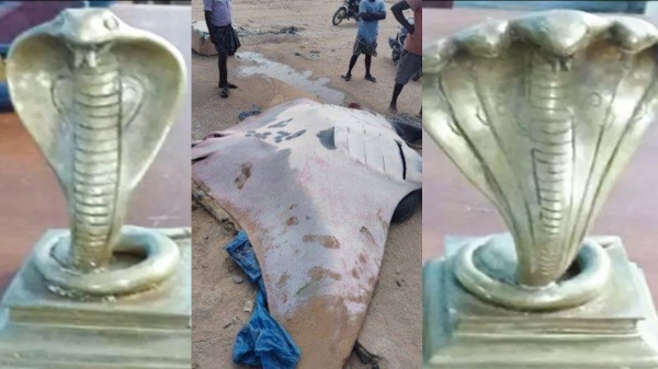 1000 கிலோ அதிசயம் மீனவரின் வலையில் சிக்கியது.. நடுக்கடலில் ஒரே ...