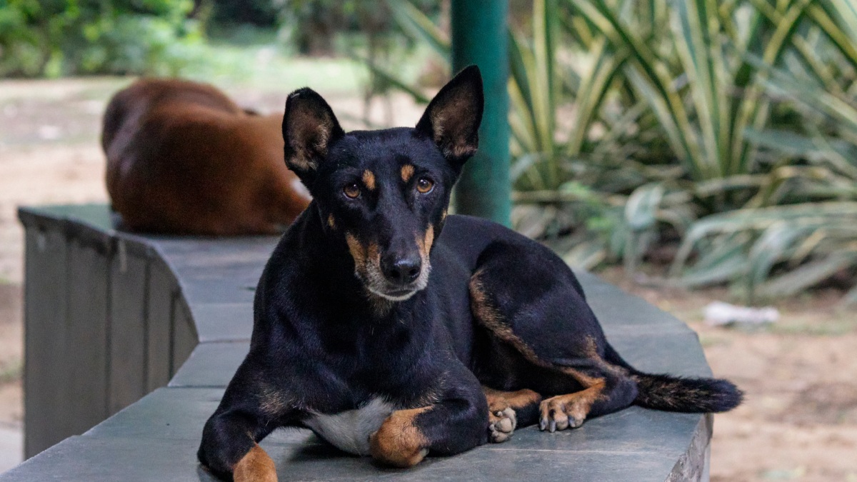 மனிதர்களை கடிக்கும் நாய்களுக்கு ஆயுள் தண்டனை.. உபி அரசு பிறப்பித்த வினோத உத்தரவு.. என்ன காரணம் ...