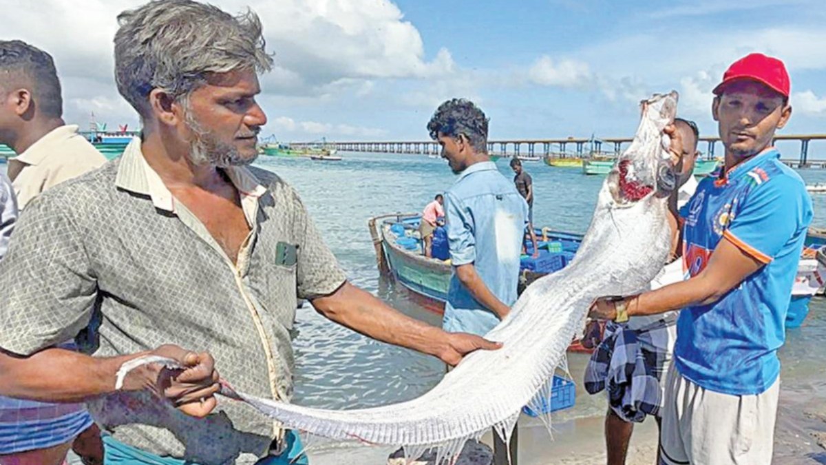 Doomsday fish: பாம்பனில் மீனவர்கள் வலையில் சிக்கிய அதிசய டூம்ஸ்டே மீன் ...