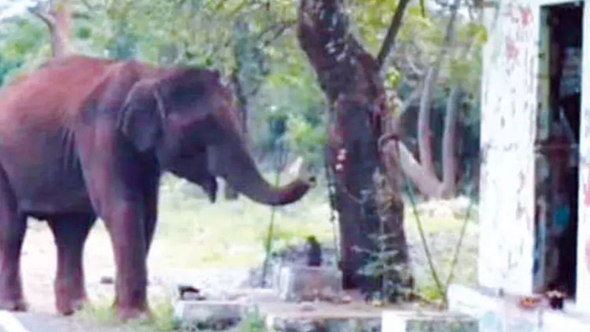 பண்ணாரி கோயிலில் விநாயகரை வணங்கிச் சென்ற காட்டு யானை! ஆச்சரியமாக பார்த்த ஈரோடு சத்தியமங்கலம் ...