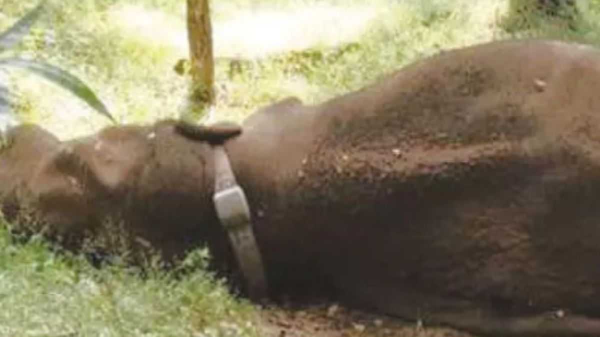 கோவையில் 25 அடி பள்ளத்தில் விழுந்த ‘ரோலக்ஸ்’ யானை.. போஸ்ட் மார்ட்டமில் வெளியான அதிர்ச்சி ...