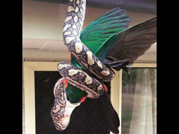 చిలుకను అమాంతం మింగేసిన కొండచిలువ(వీడియో) | Snake catcher shares ...