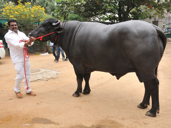 అది ఆరడగుల బుల్లెట్: వీర్యం ఖరీదు ఎంతంటే.. | bull Yuvaraj’s offspring ...