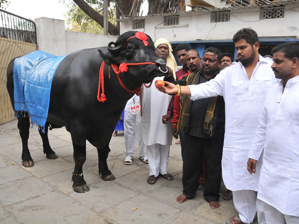 అది ఆరడగుల బుల్లెట్: వీర్యం ఖరీదు ఎంతంటే.. | bull Yuvaraj’s offspring ...