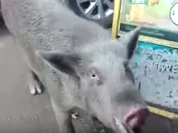 మందేసిన వరాహం: మూడు బీర్ బాటిల్స్ స్వాహా! (వీడియో) | pig shows-up ...