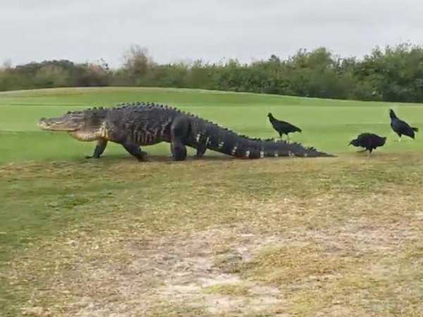 గాడ్జిల్లాను తలపించింది: మైదానంలో మొసలిని చూసి బెంబేలెత్తిపోయారు ...