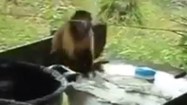 కోతి మామ బట్టలు ఉతికిిందిగా.. ఈ వీడియో చూస్తే నవ్వు ఆపుకోలేరుగా ...