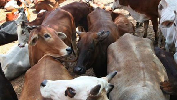 నాన్ వెజ్ కౌస్ : ముక్క పెడితేనే తింటామంటున్న గోవా గోవులు | These Goan ...