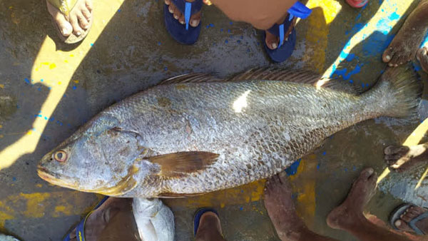 Kachidi fish ఎందుకంత ధర.. దీని ప్రత్యేకతలేంటి..? - Telugu Oneindia