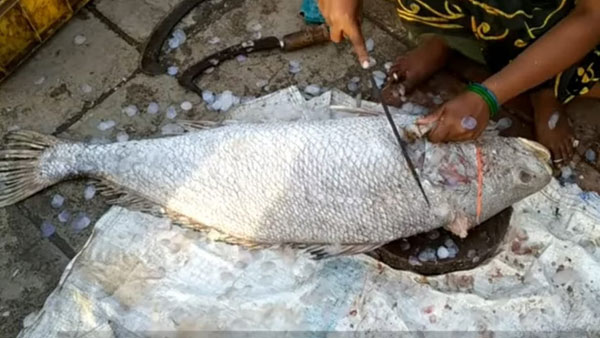 Kachidi fish ఎందుకంత ధర.. దీని ప్రత్యేకతలేంటి..? - Telugu Oneindia