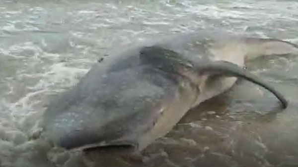 Fish: మత్స్యకారులకు చిక్కిన కచ్చిడి చేప.. ధర ఎంతో తెలిస్తే షాక్ ...