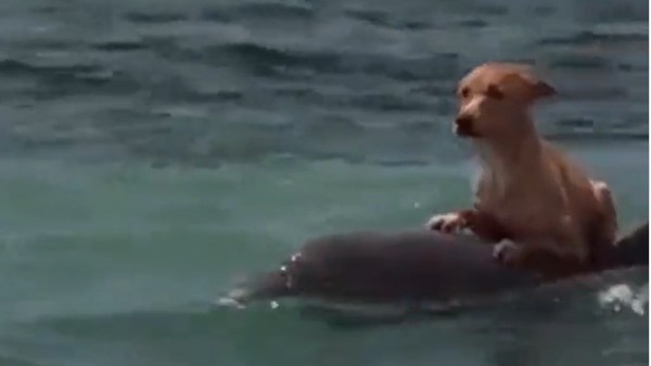 Viral Video, Dolphin, dog, social media, వైరల్ వీడియో, డాల్ఫిన్, కుక్క ...