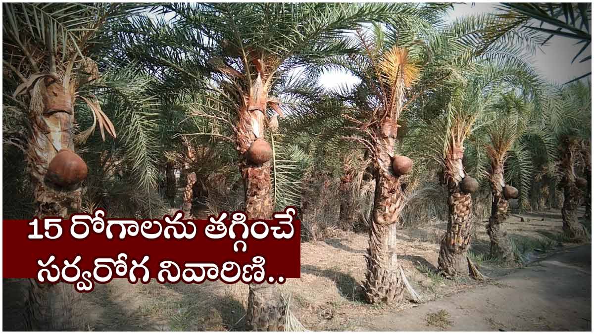 ఈతకల్లు: 15 రోగాలను తగ్గించే సర్వరోగ నివారిణిని ఎప్పుడైనా సేవించారా ...