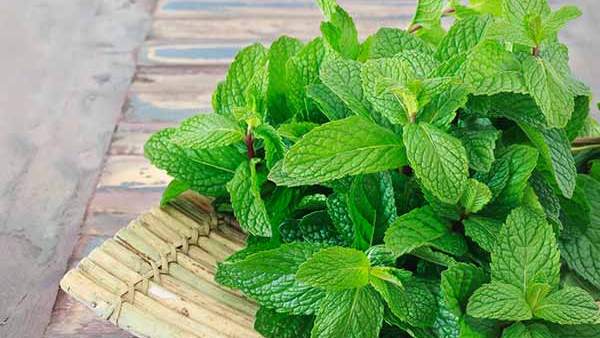 Benefits Of Mint: పుదీనా తినడం లేదా.. అయితే మీరు భారీగా నష్టపోతారు ...