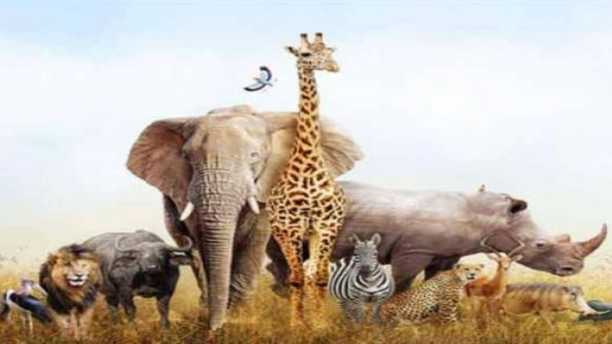 Vastu tips: ఈ 6 జంతువుల చిత్రాలు పెడితే ఇంట్లోకి మెరుపువేగంతో డబ్బు ...