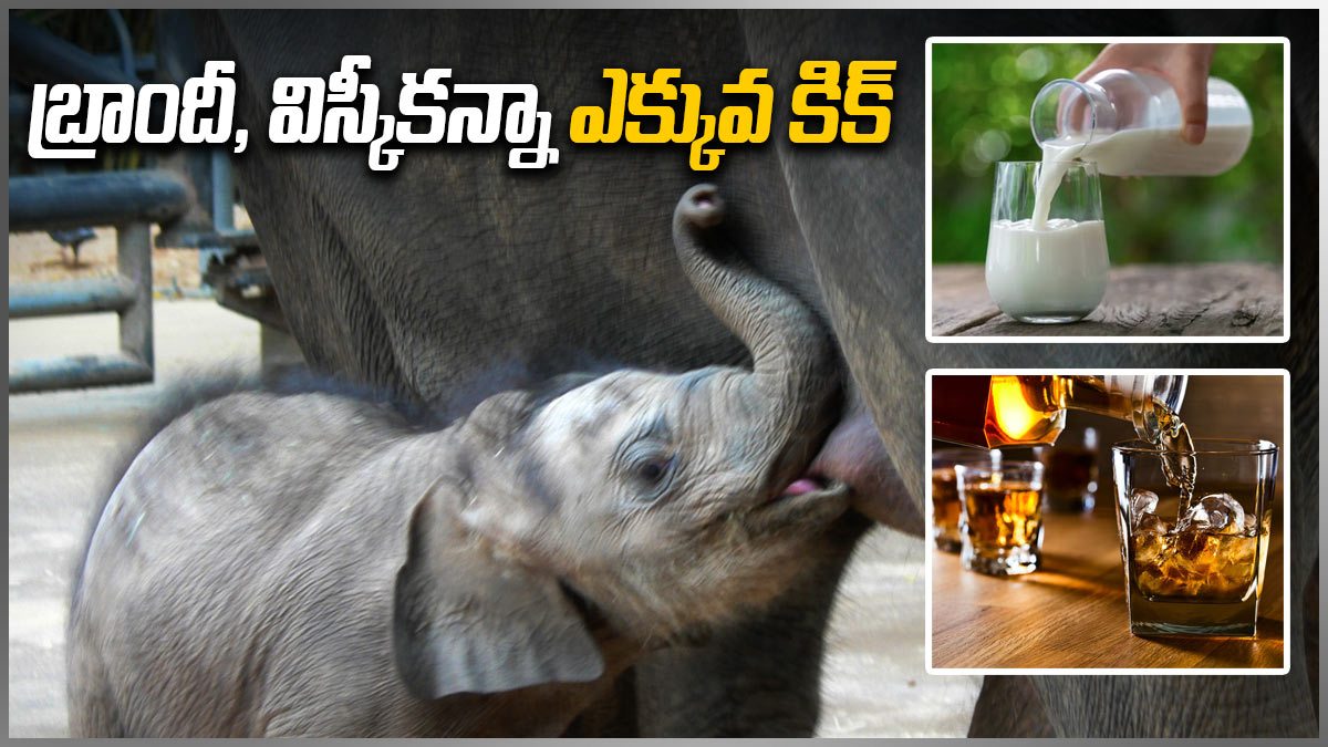 ఈ పాలు బ్రాందీ, విస్కీ కంటే ఎక్కువ కిక్ ఇస్తాయి! | elephant milk is ...