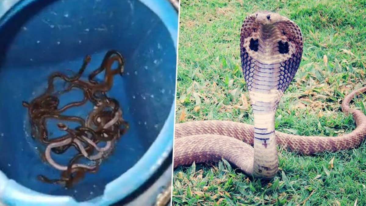 Snakes:ఆ ఇంట్లో బయటపడ్డ 60 పాములు..ఒళ్లు గగుర్పొడిచే ఘటన..! | Rohtas ...