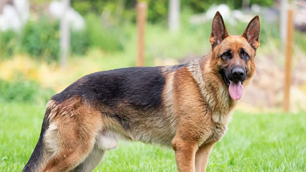 ఎదురింటి మహిళ మీద ఎగబడి కరిచిన కుక్క, స్టార్ హీరో మీద ఎఫ్ఐఆర్, కారు ...