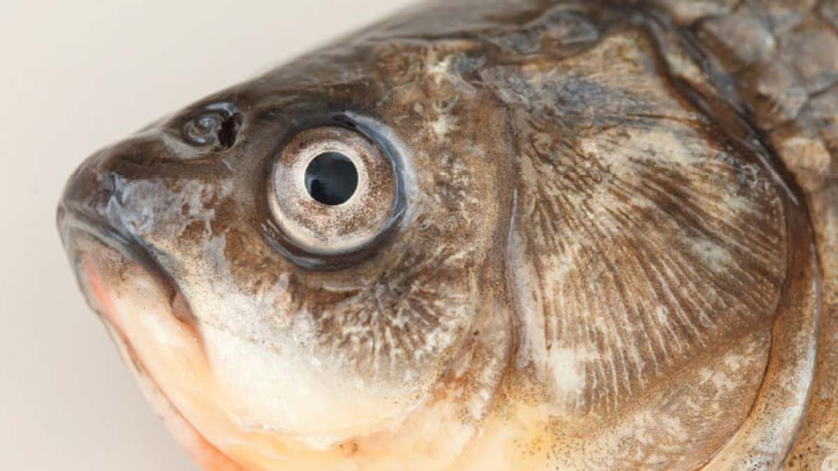 చేప తలకాయ తింటున్నారా? తప్పక తెలుసుకోవాల్సిన విషయాలు! | Eating fish ...