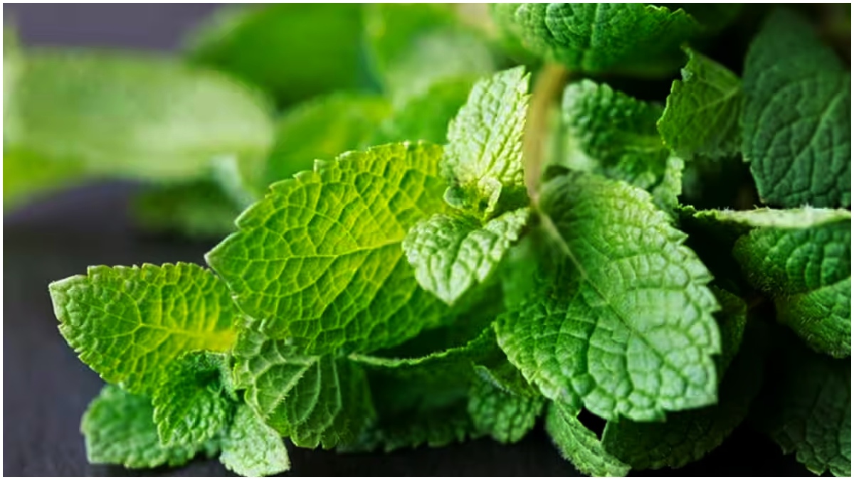 పుదీనా ఇచ్చే ఆరోగ్య ప్రయోజనాలు తెలిస్తే అస్సలు వదిలిపెట్టరు! | mint ...