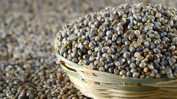 సజ్జలు తింటే ఏమవుతుందో తెలుసా! | What happens if you eat sajjalu? Find out about pearl millets ...