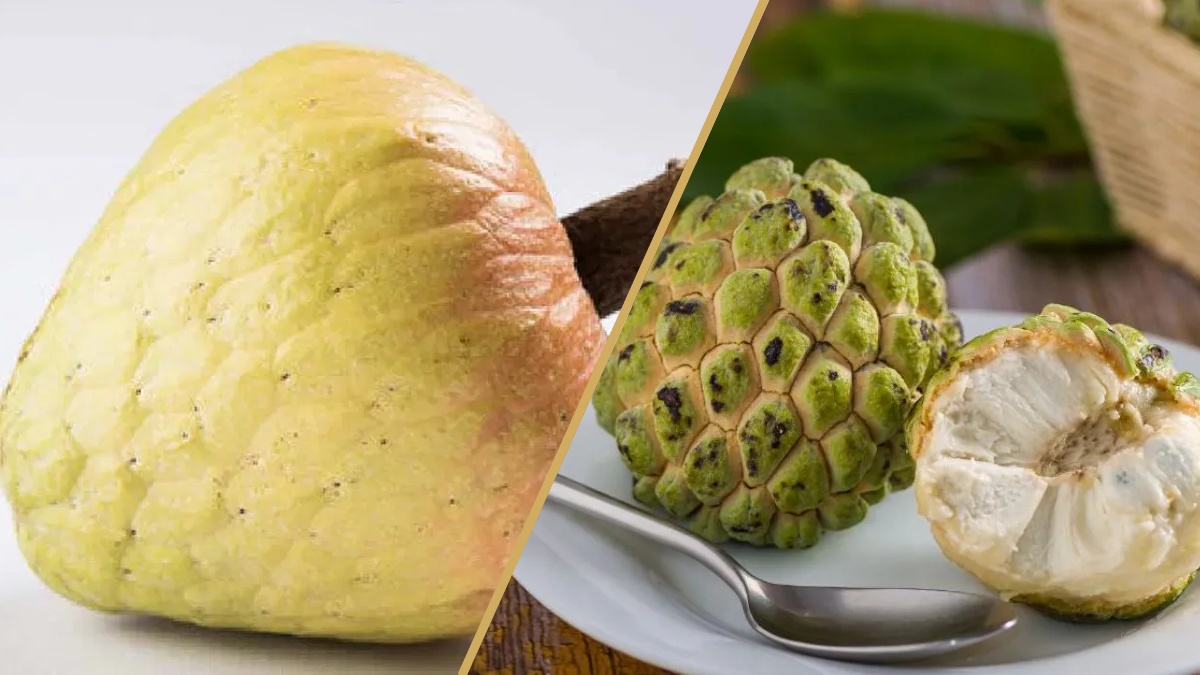 సీతాఫలం సరే... రామాఫలం గురించి తెలుసా? | ramphal fruit health benefits ...