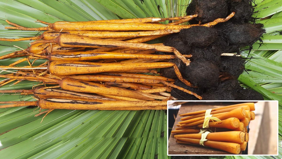 పోషకాల గని.. ఈ చలికాలంలోనే దొరికే వీటిని ఎక్కడ కన్పించినా ...