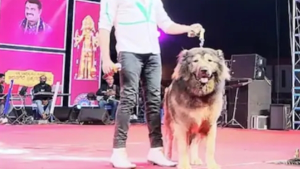 Expensive Dog: కుక్కకు ఇన్ని కోట్లా?.. రోల్స్ రాయిస్ కన్నా కాస్ట్లీ ...