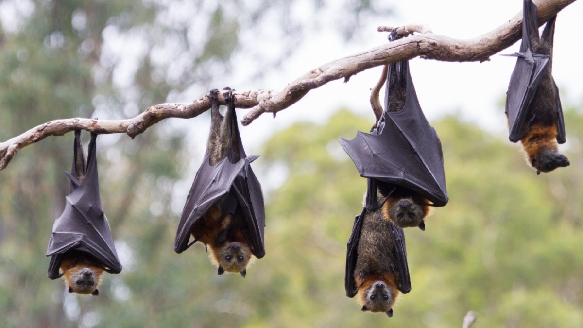 ఇదేం దిక్కుమాలిన పని.. గబ్బిలాలతో చిల్లీ చికెన్ ! | bat meat selling in ...