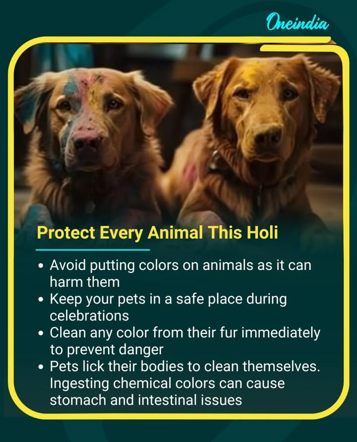 Protect animals this Holi! Quote Card - Hitzfeed