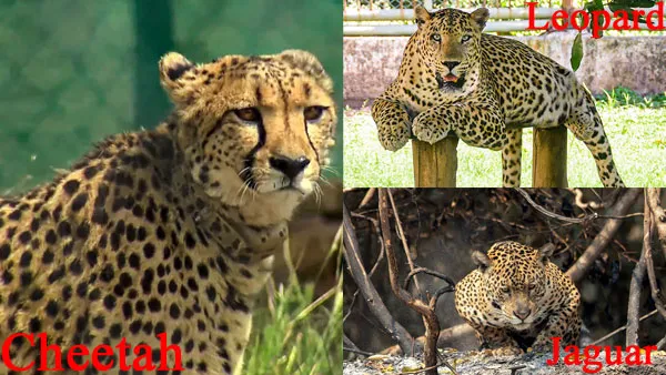 Whats The Difference Between A Jaguar Cheetah And Leopard Explained: