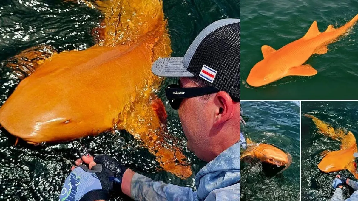 The Orange Nurse Shark: A Glimpse Into the Mysteries Beneath the Waves ...